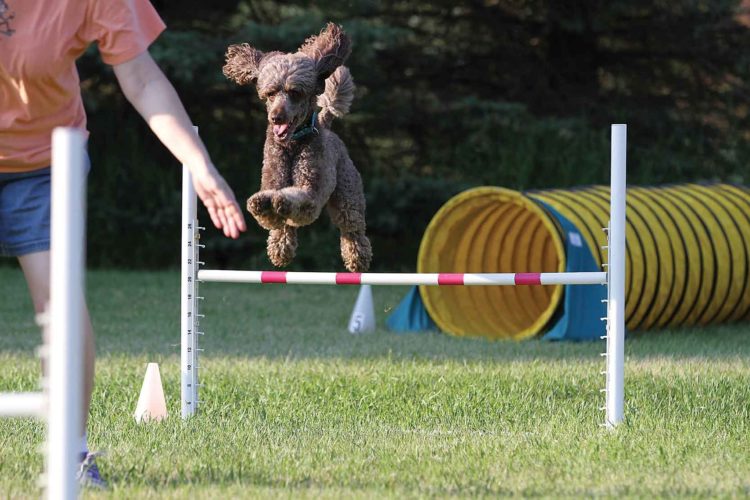 Canine spectacular | News, Sports, Jobs - Minot Daily News